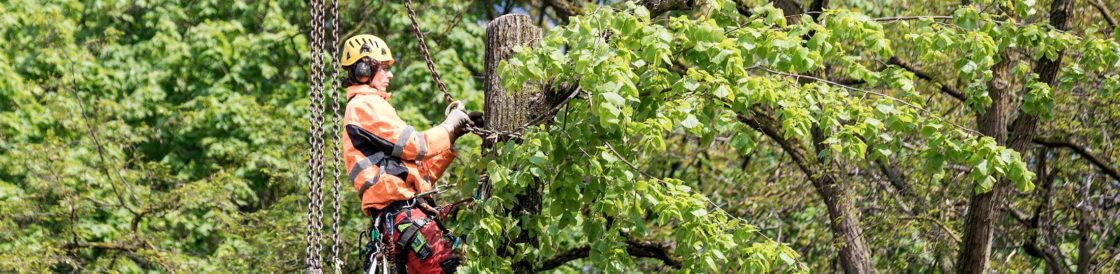 Ihr kompetenter Fachbetrieb für Baumpflege & Baumkontrolle › Nürnberger Baumpflege GmbH